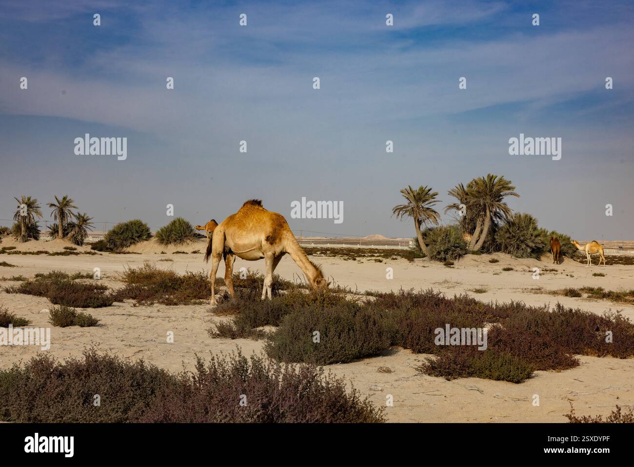 Umm Bab Beach - Palm Tree Beach Doha Qatar 24-02-2025 Stock Photo - Alamy
