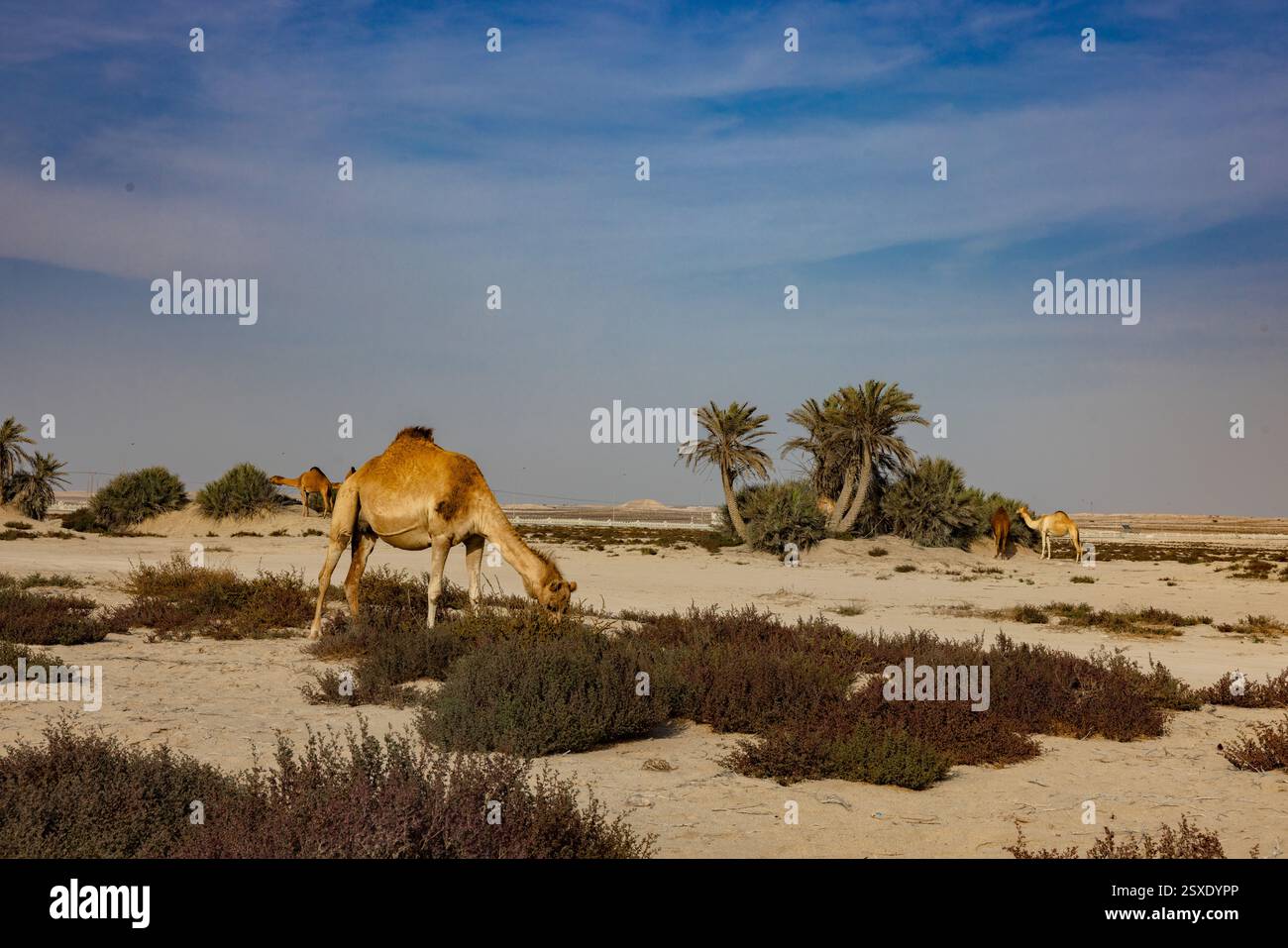 Umm Bab Beach - Palm Tree Beach Doha Qatar 24-02-2025 Stock Photo - Alamy