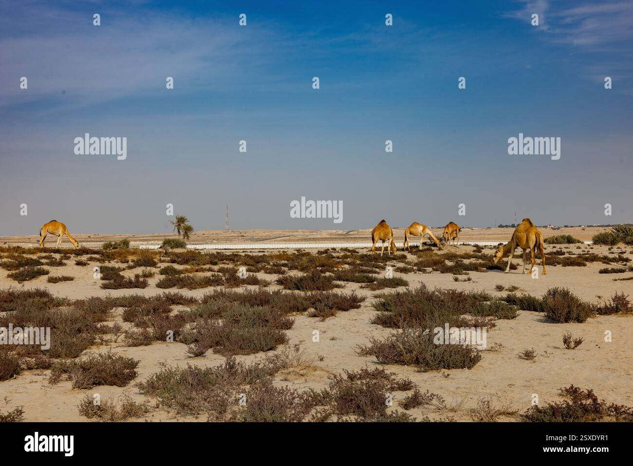 Umm Bab Beach - Palm Tree Beach Doha Qatar 24-02-2025 Stock Photo - Alamy