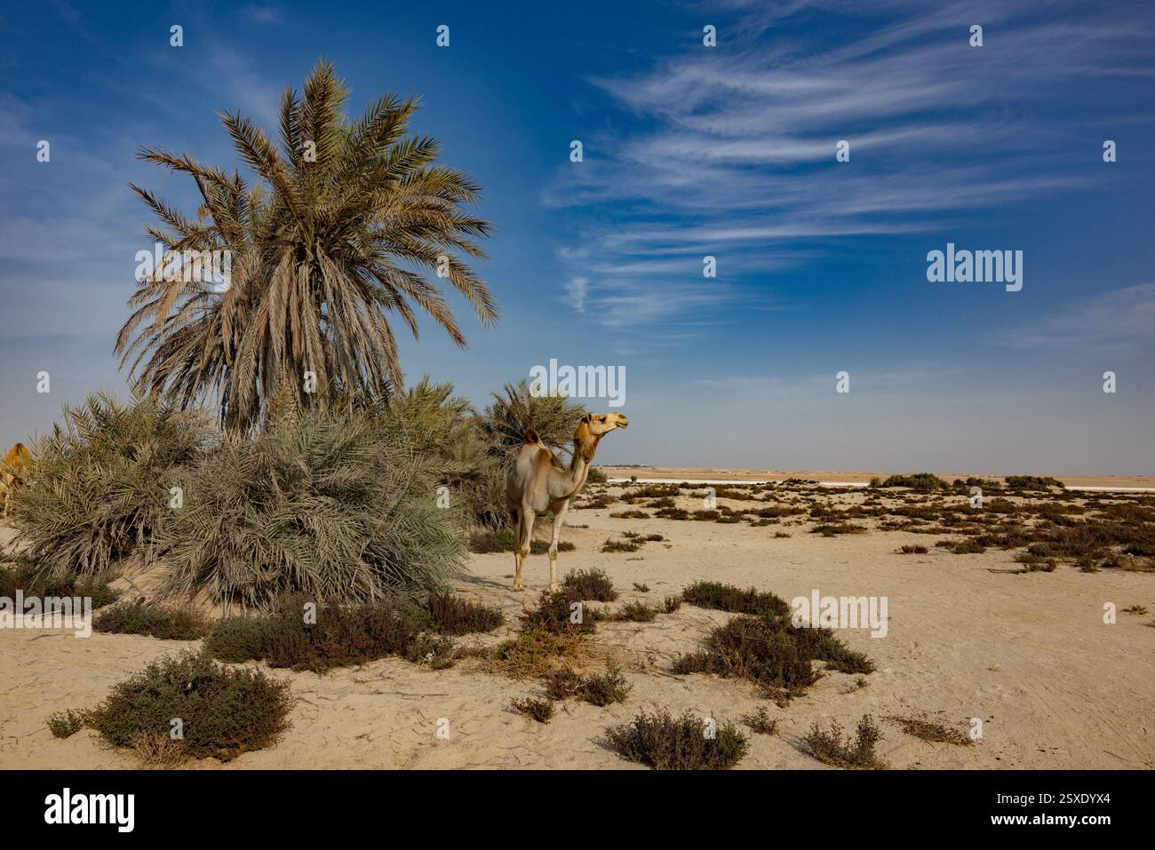 Umm Bab Beach - Palm Tree Beach Doha Qatar 24-02-2025 Stock Photo - Alamy