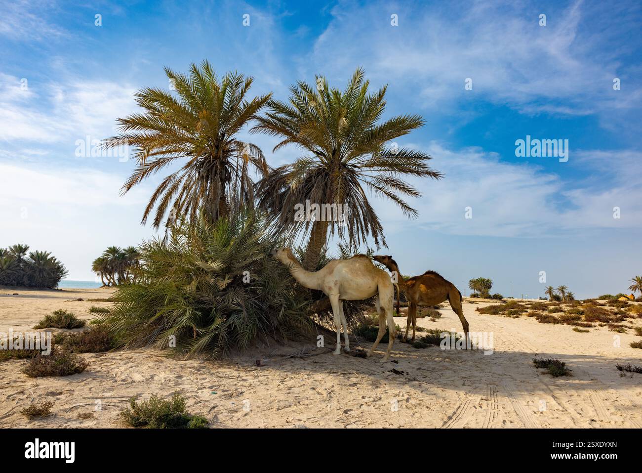 Umm Bab Beach - Palm Tree Beach Doha Qatar 24-02-2025 Stock Photo - Alamy