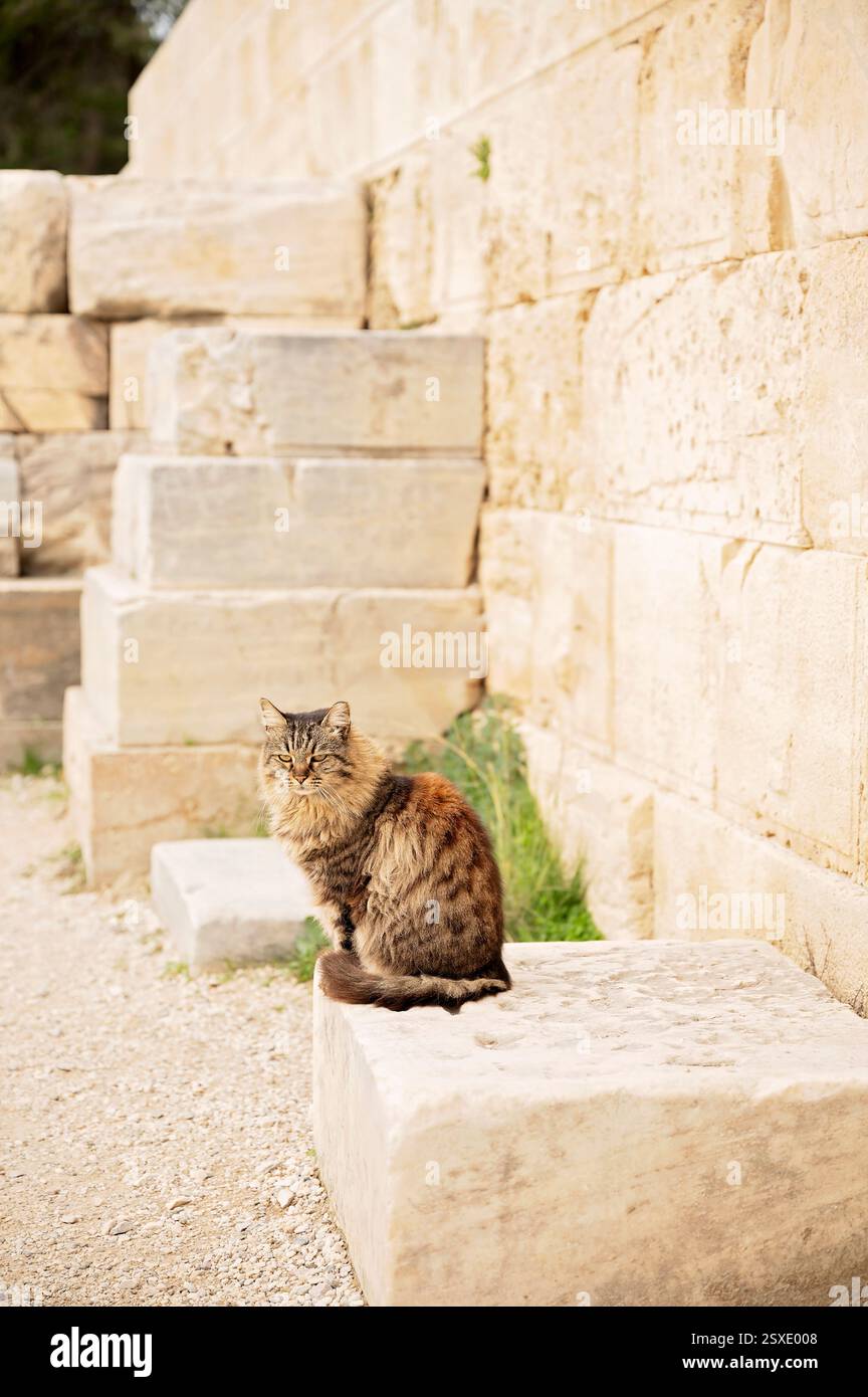 Fluffy cat sitting on ancient stone ruins at the Acropolis in Athens ...