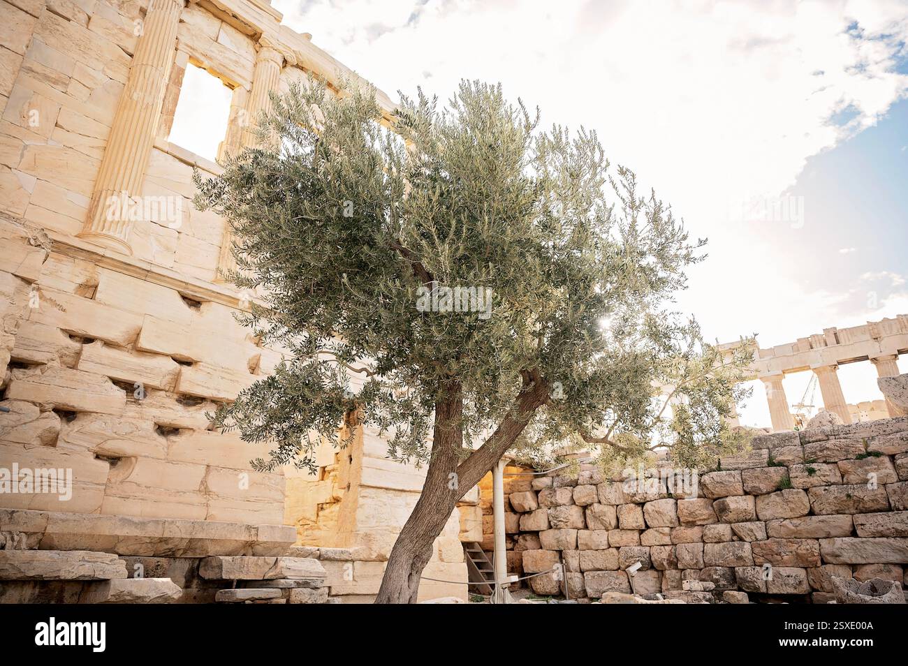 Sacred olive tree at the Erechtheion temple on the Acropolis, Athens ...
