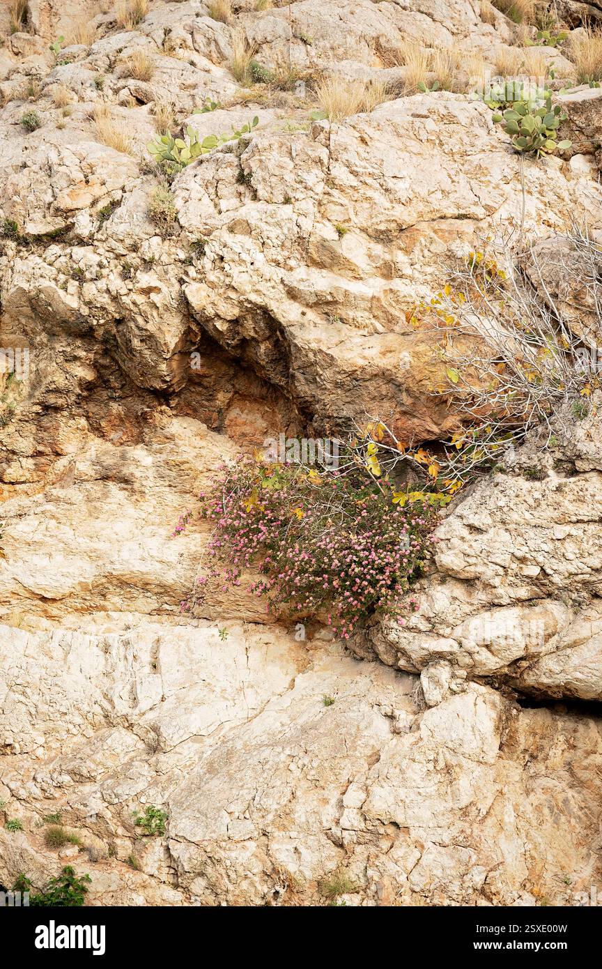 A rugged rocky cliffside with wildflowers and cactus plants growing ...