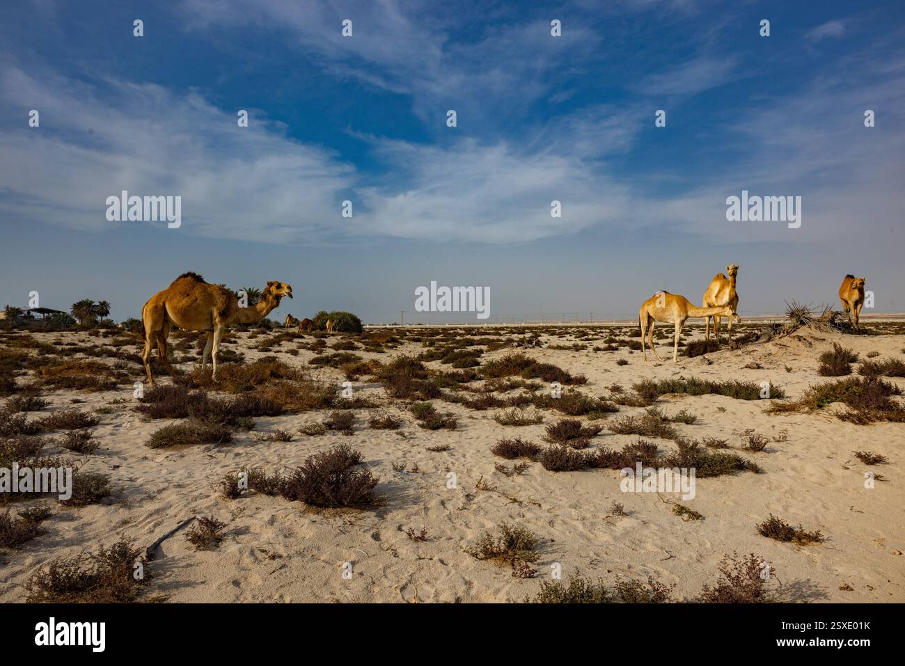 Umm Bab Beach - Palm Tree Beach Doha Qatar 24-02-2025 Stock Photo - Alamy
