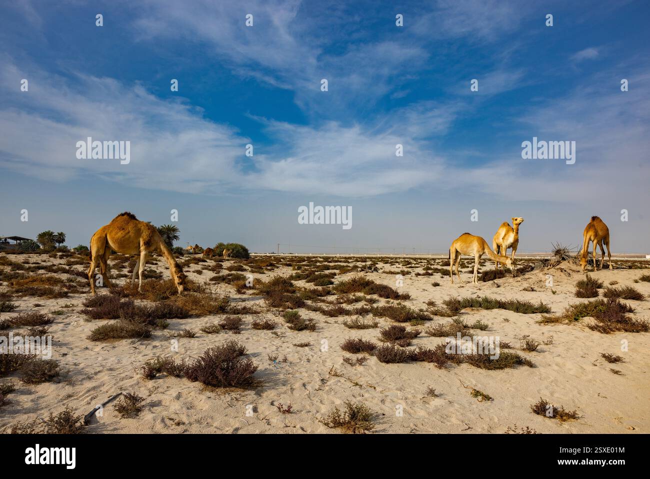 Umm Bab Beach - Palm Tree Beach Doha Qatar 24-02-2025 Stock Photo - Alamy