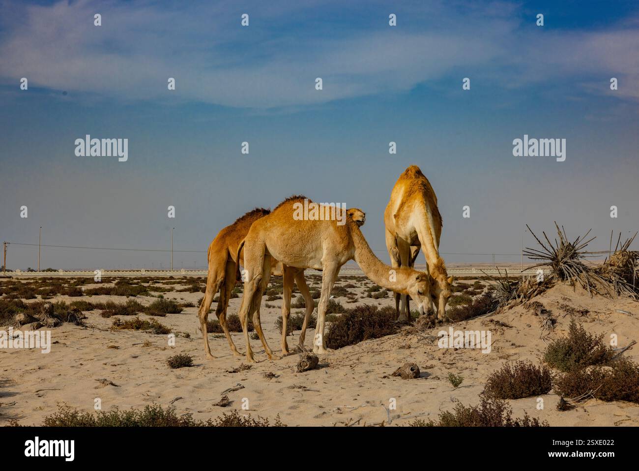 Umm Bab Beach - Palm Tree Beach Doha Qatar 24-02-2025 Stock Photo - Alamy