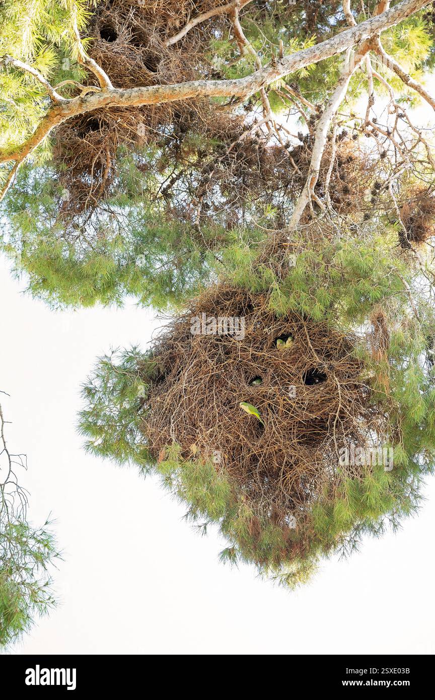 Parrots nesting in a large twig nest on a pine tree Stock Photo - Alamy