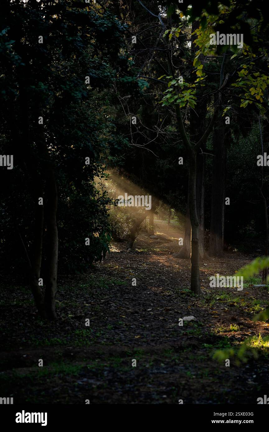 A sunbeam illuminates a forest path in a shadowy, tranquil woodland ...