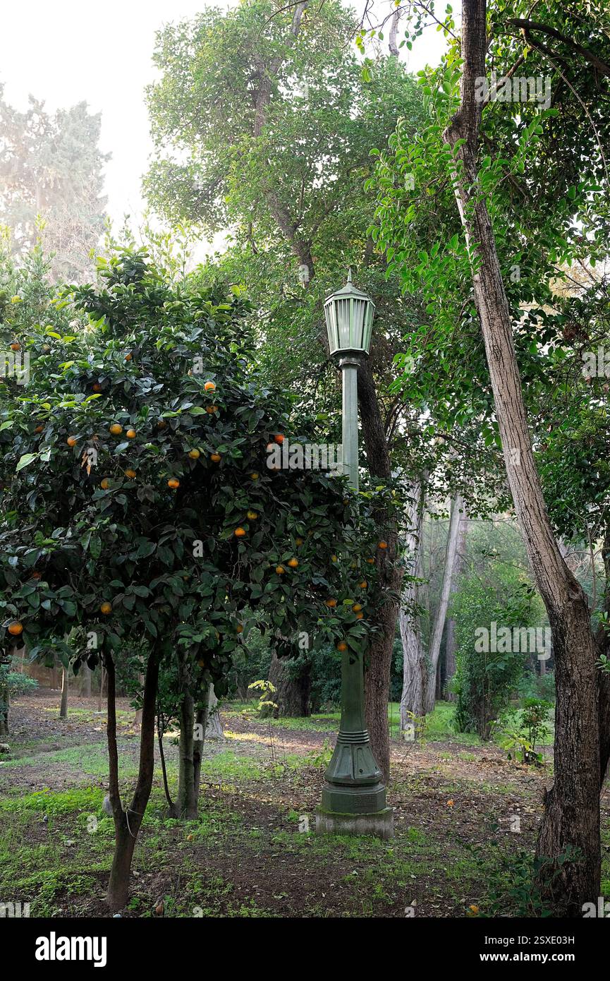 A vintage lamp post beside an orange tree in a lush green park Stock ...