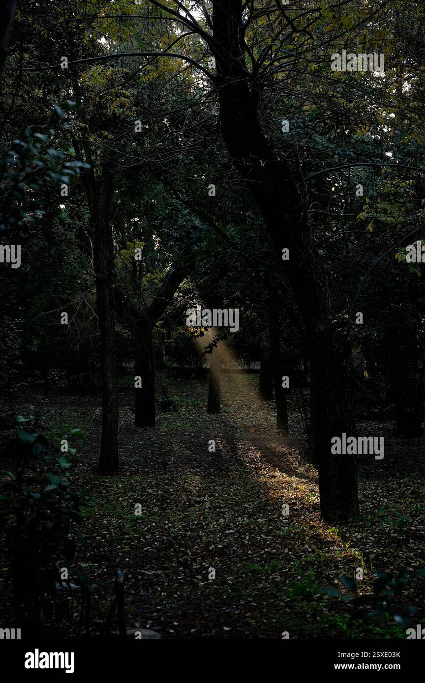 A sunbeam illuminates a secluded forest path amid dense, dark trees ...