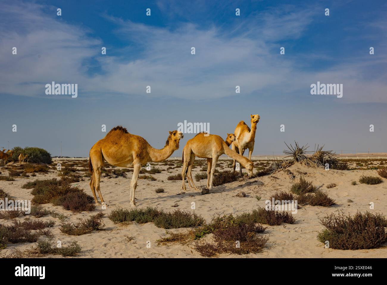 Umm Bab Beach - Palm Tree Beach Doha Qatar 24-02-2025 Stock Photo - Alamy