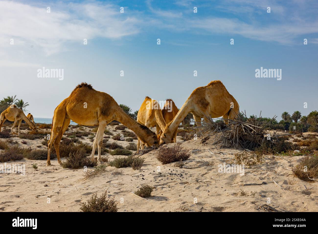 Umm Bab Beach - Palm Tree Beach Doha Qatar 24-02-2025 Stock Photo - Alamy