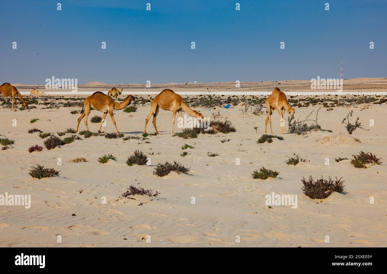 Umm Bab Beach - Palm Tree Beach Doha Qatar 24-02-2025 Stock Photo - Alamy