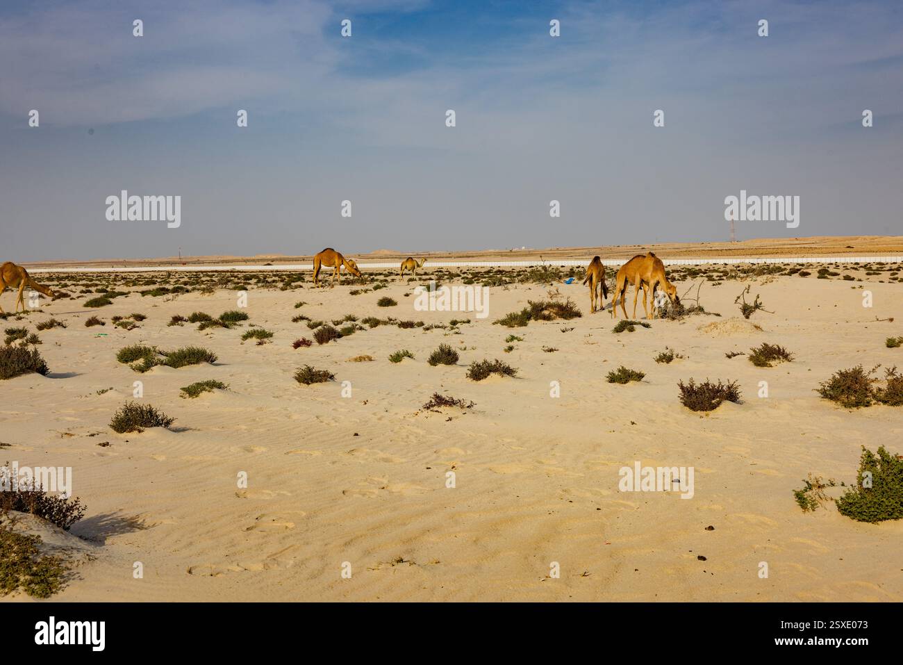Umm Bab Beach - Palm Tree Beach Doha Qatar 24-02-2025 Stock Photo - Alamy
