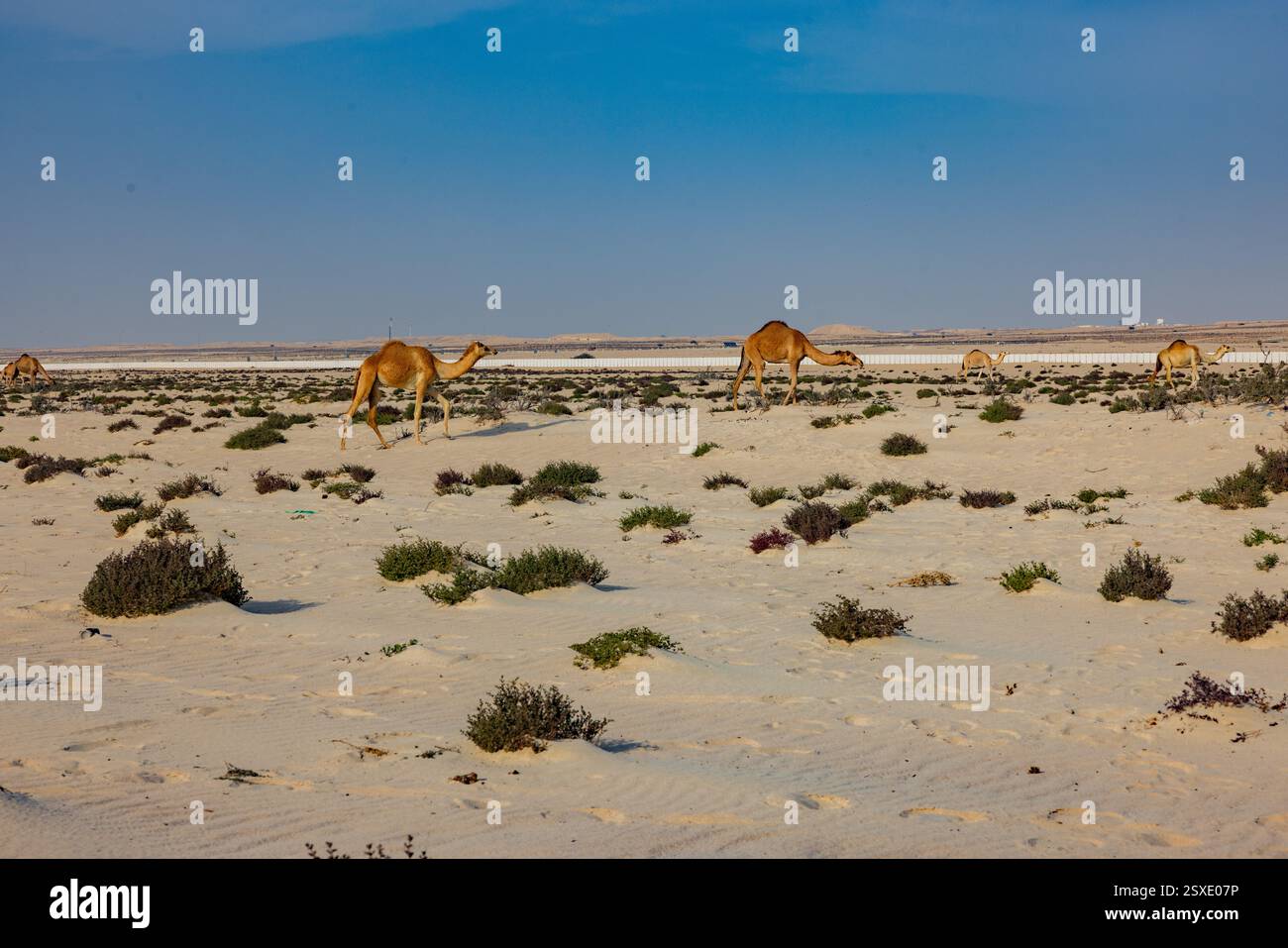 Umm Bab Beach - Palm Tree Beach Doha Qatar 24-02-2025 Stock Photo - Alamy