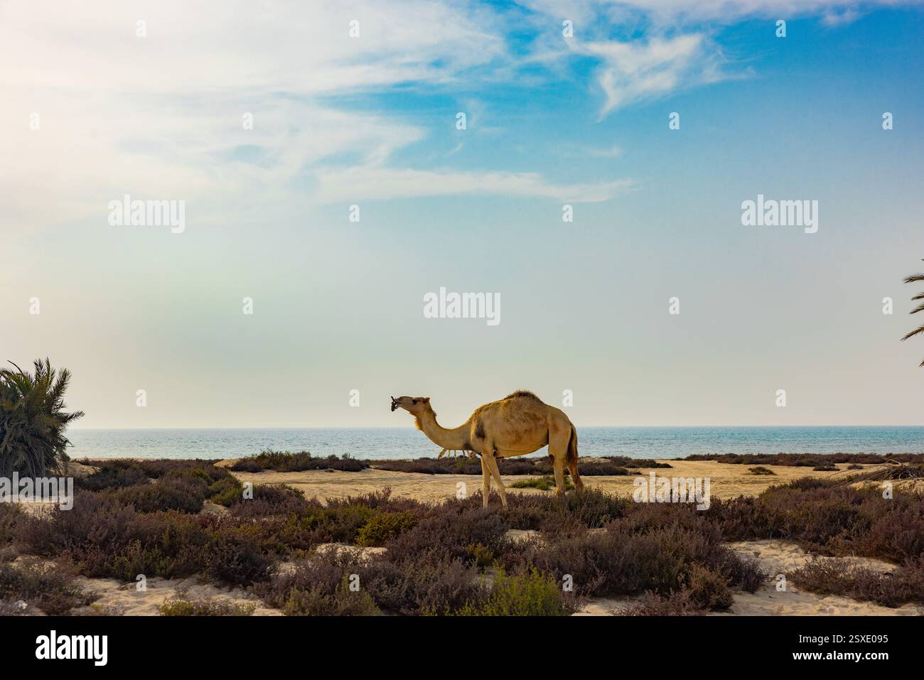 Umm Bab Beach - Palm Tree Beach Doha Qatar 24-02-2025 Stock Photo - Alamy