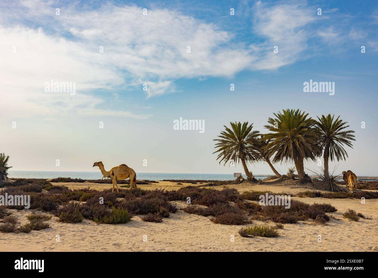 Umm Bab Beach - Palm Tree Beach Doha Qatar 24-02-2025 Stock Photo - Alamy