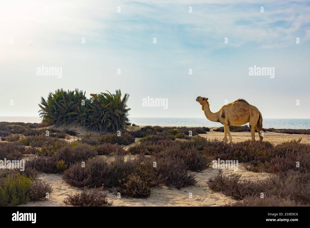 Umm Bab Beach - Palm Tree Beach Doha Qatar 24-02-2025 Stock Photo - Alamy