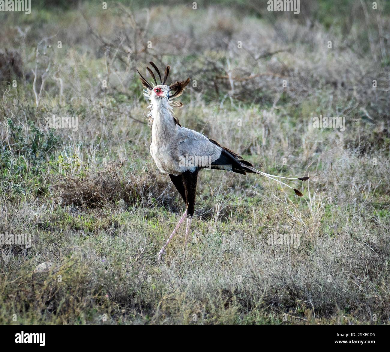 A striking secretary bird, known for its distinctive features, is ...
