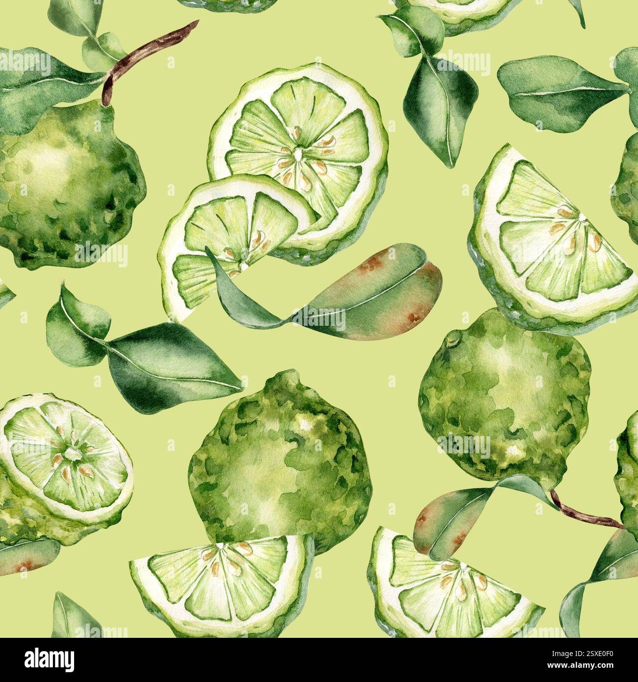 Watercolor seamless pattern with bergamot and leaves isolated. Hand-drawn citrus fruits, whole ...
