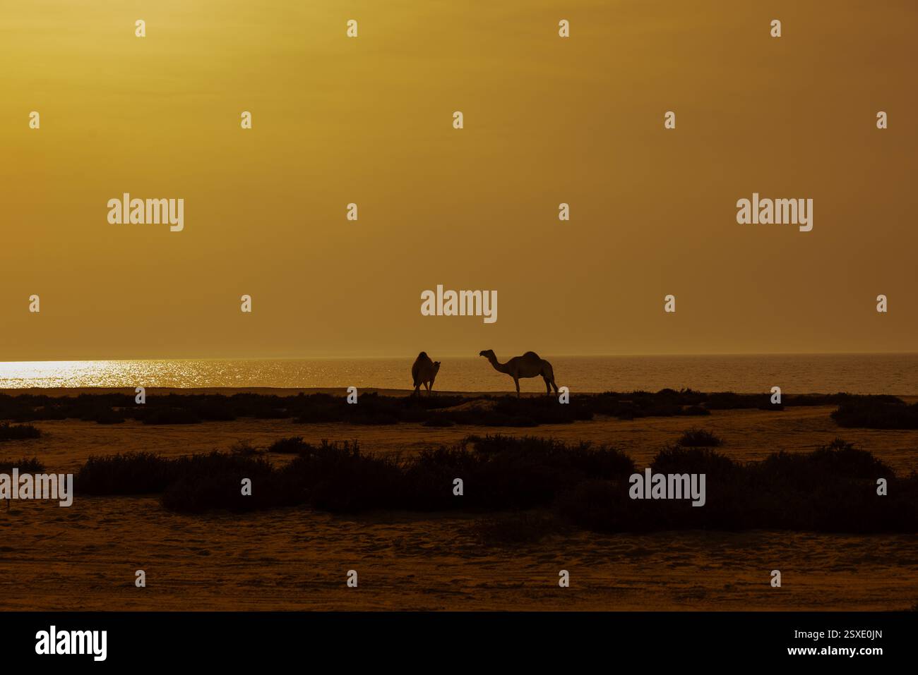 Umm Bab Beach - Palm Tree Beach Doha Qatar 24-02-2025 Stock Photo - Alamy