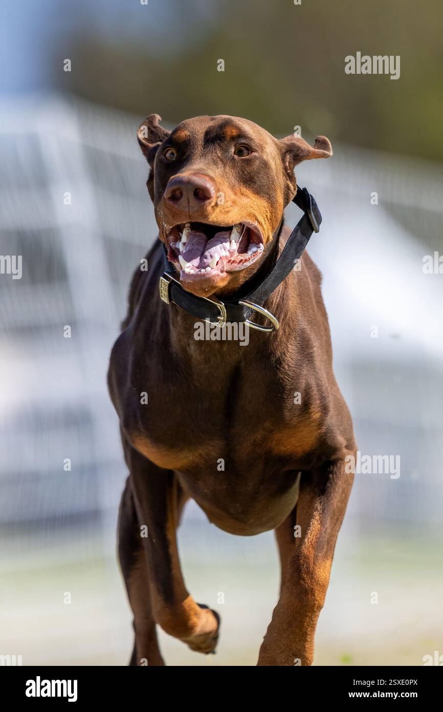 Brown Liver Doberman Running Lure Course Sprint Dog Sport Stock Photo ...