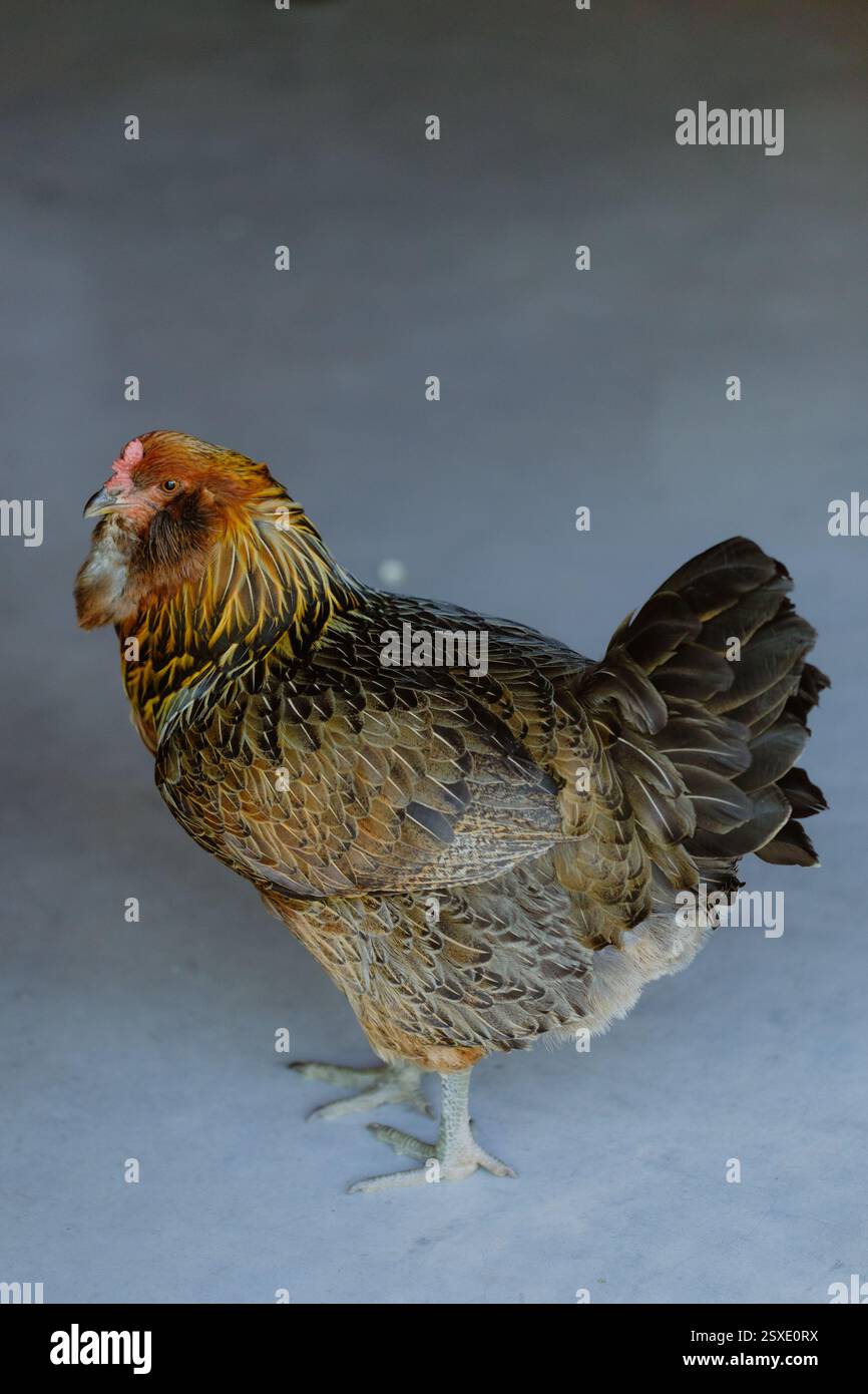 Bearded hen with detailed feathers stands on a grey surface Stock Photo ...