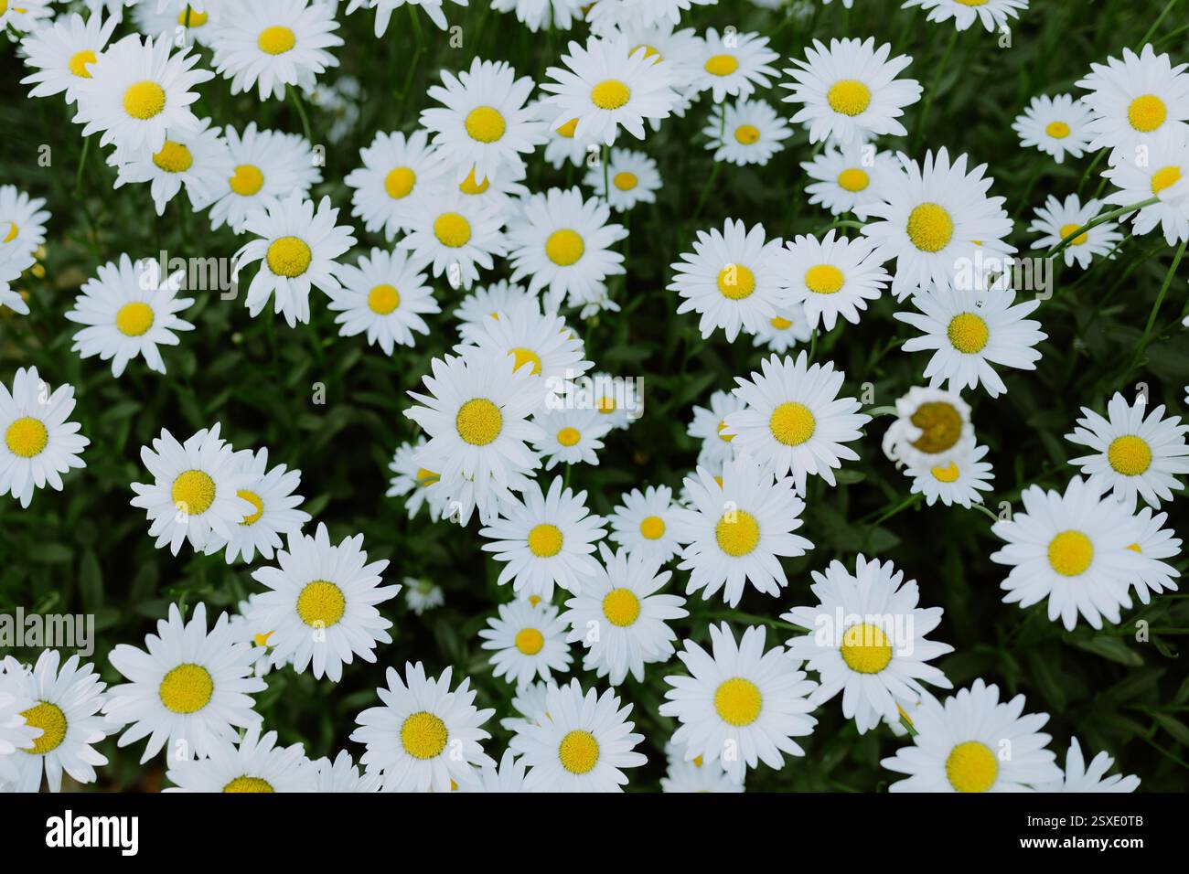 A vibrant cluster of white daisies with yellow centers in bloom Stock ...