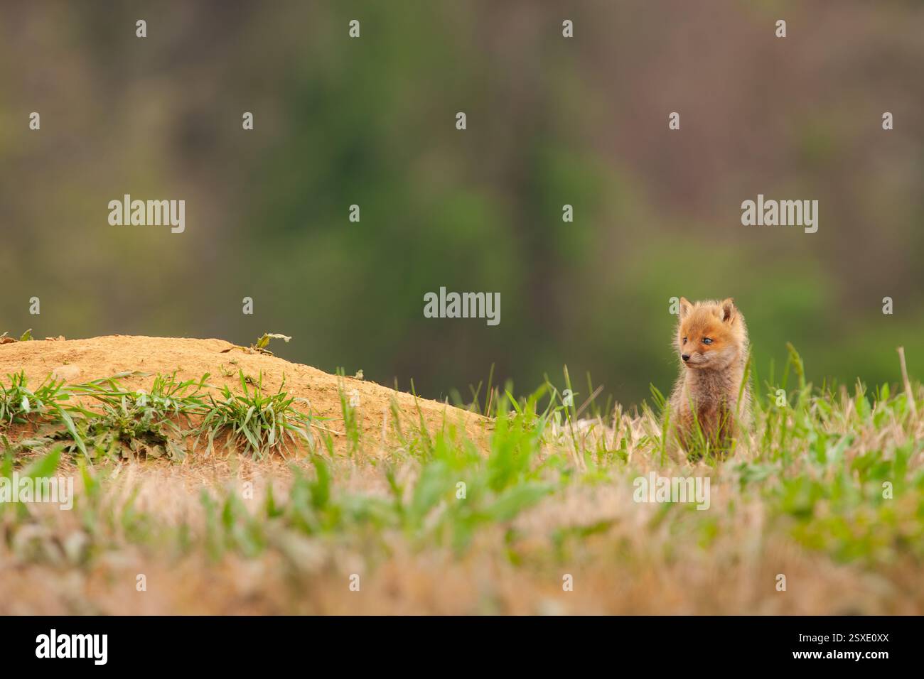 Red fox kit sits outside its den, waiting for its parents to return ...