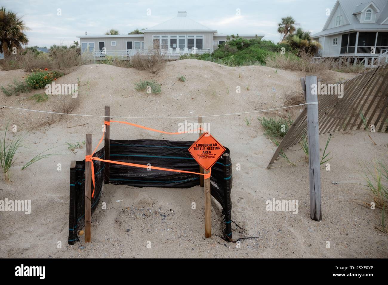 Marked sea turtle nesting area on South Carolina beach Stock Photo - Alamy