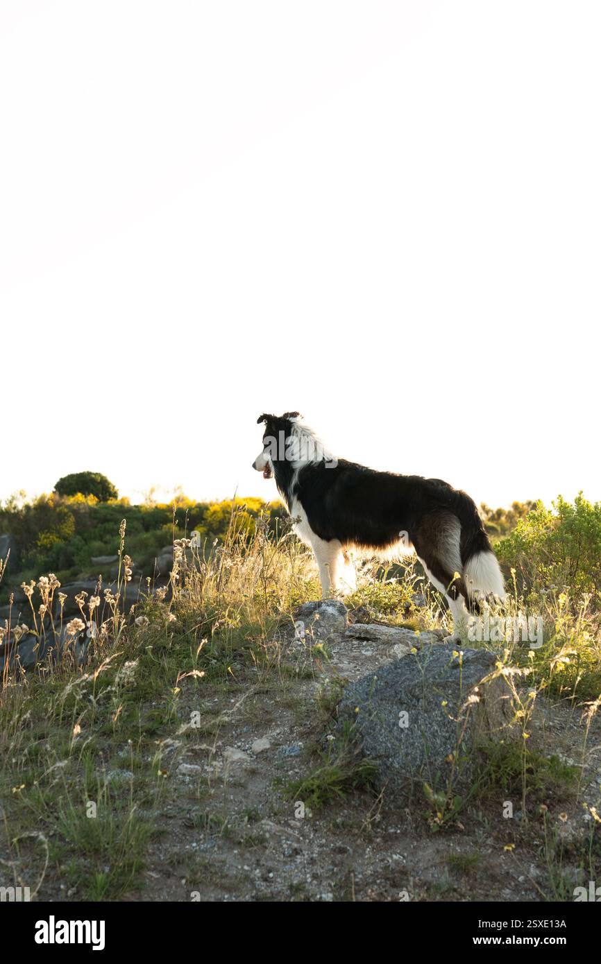 Fluffy Collie dog on the mountains Stock Photo - Alamy
