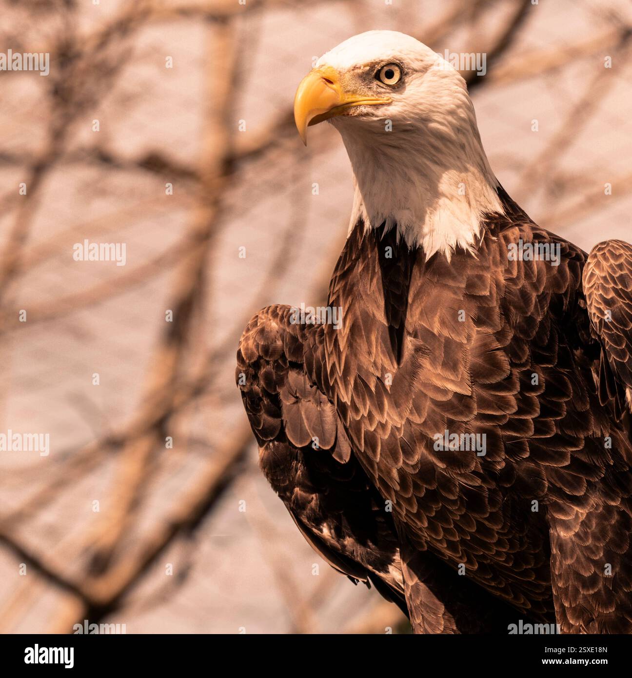 American bald eagle miami Florida Stock Photo - Alamy