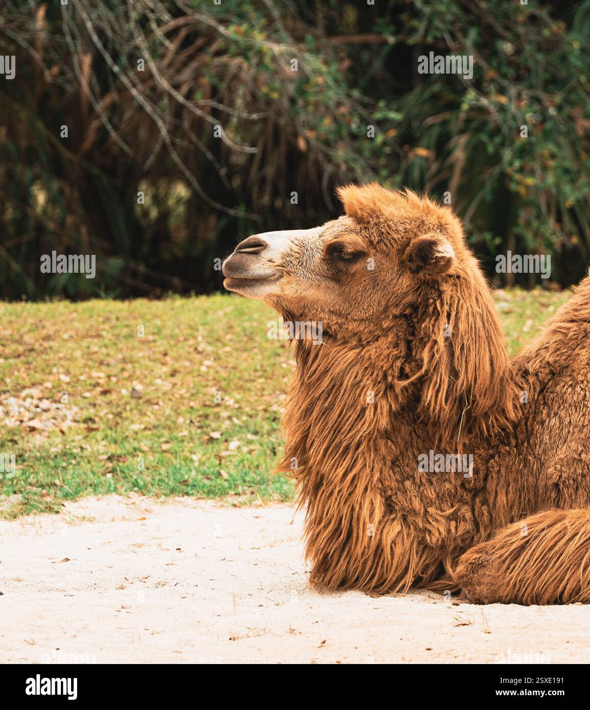 Sheep camel hi-res stock photography and images - Alamy