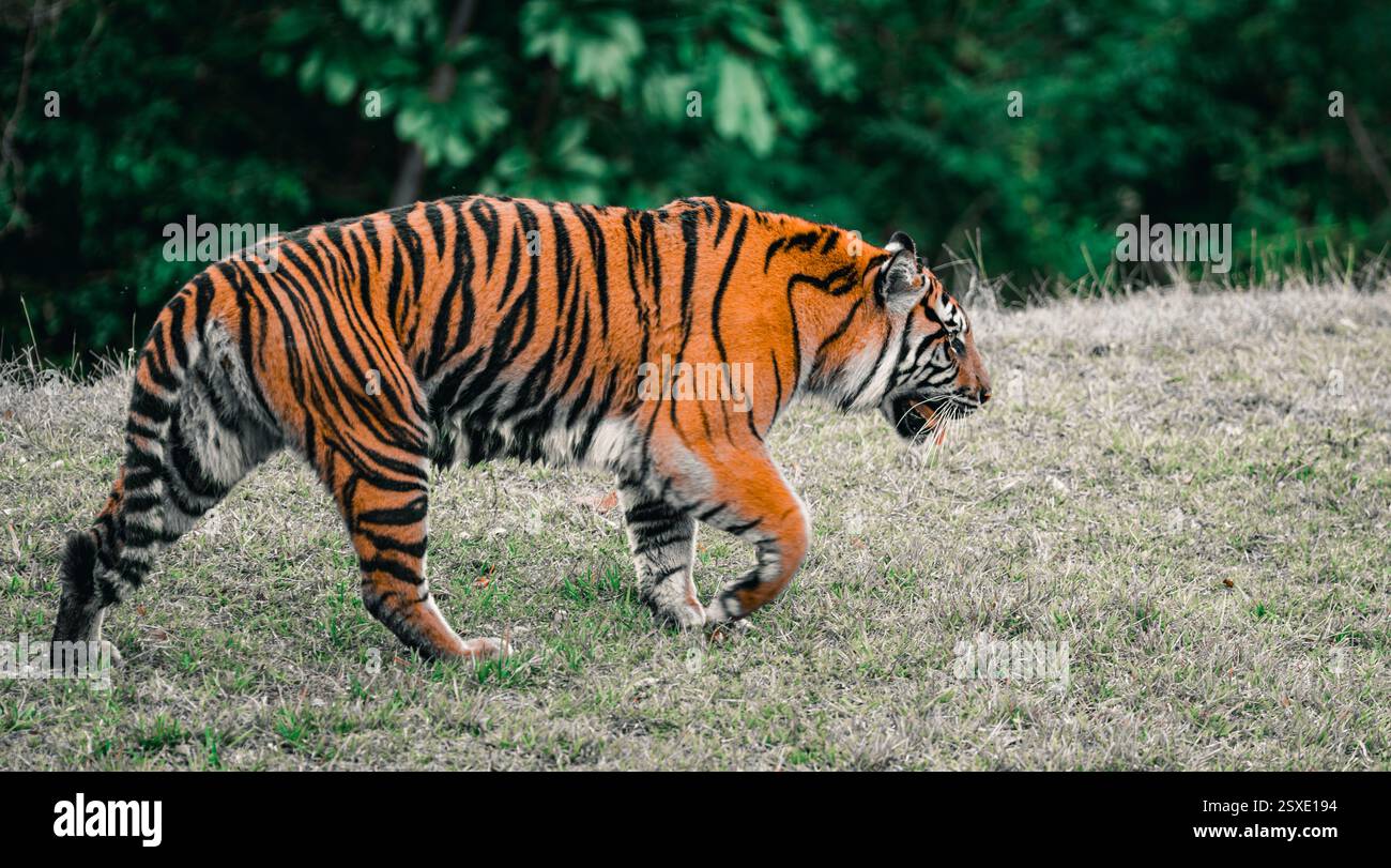tiger in the jungle safari Stock Photo - Alamy
