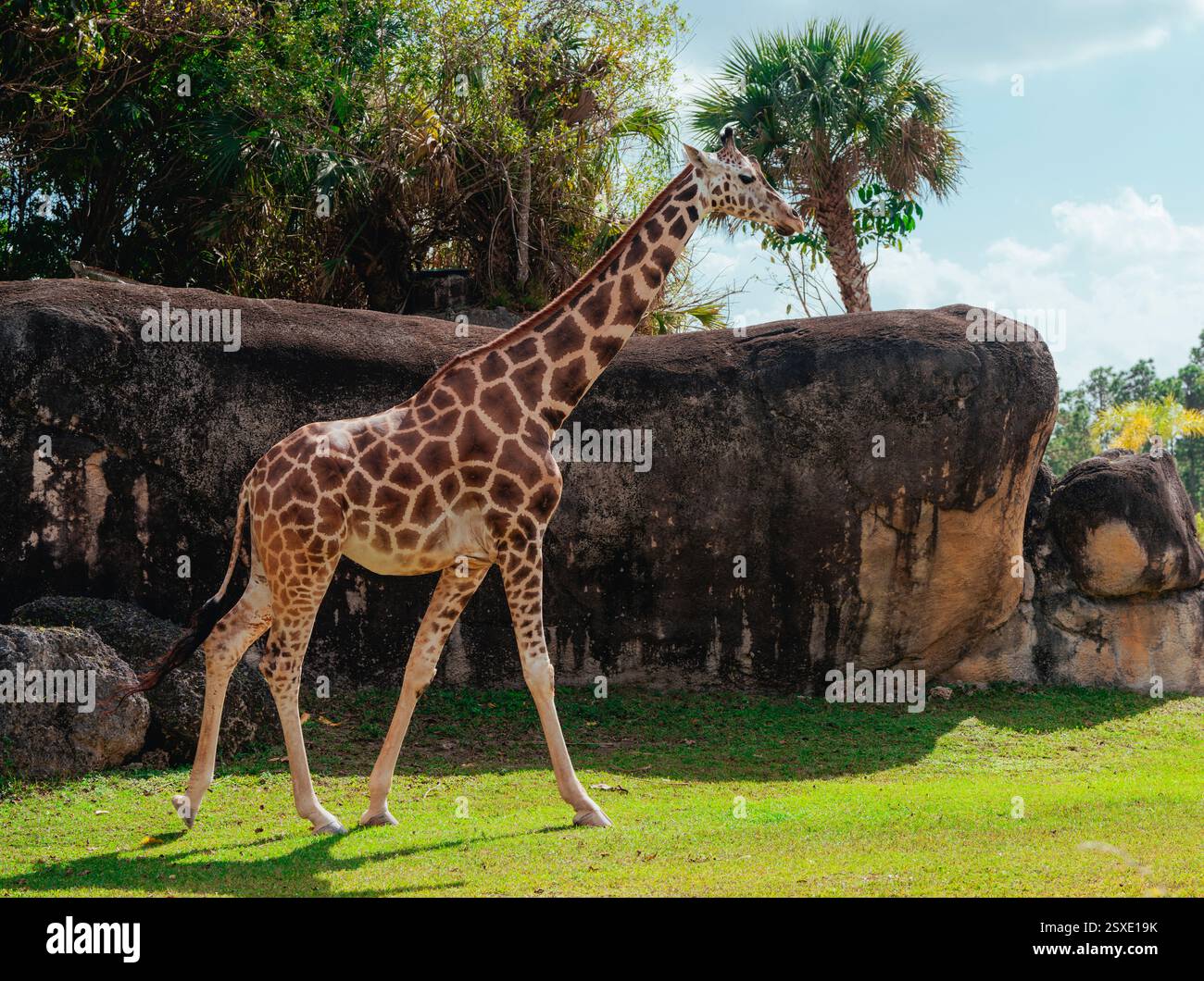 giraffe in the wild safari Florida Stock Photo - Alamy