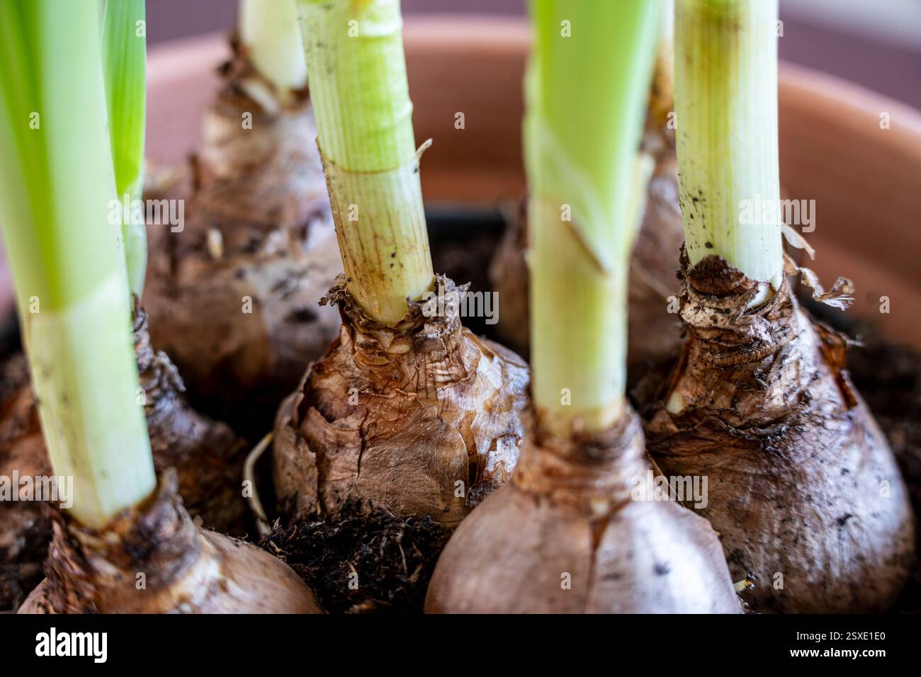 Asexual reproduction hi-res stock photography and images - Alamy