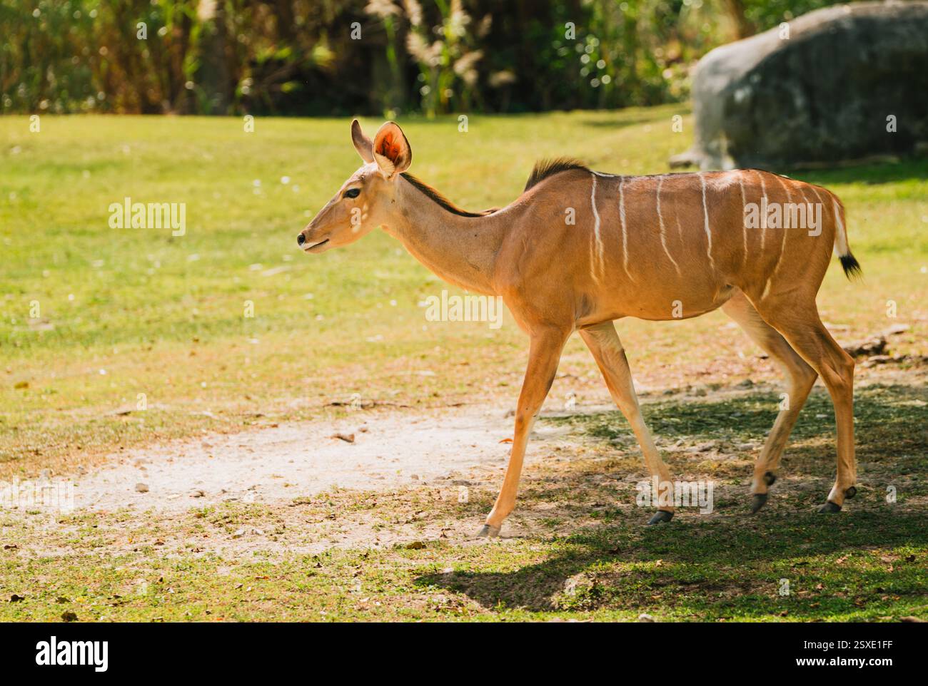 antelope in the field fauna Florida Stock Photo - Alamy