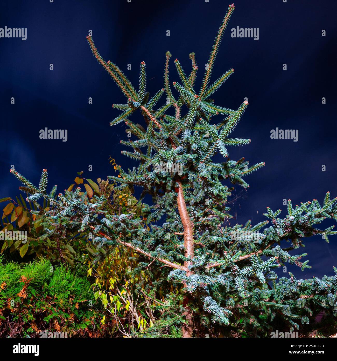 Spanish silver fir (Abies pinsapo) with its characteristic stiff blue ...