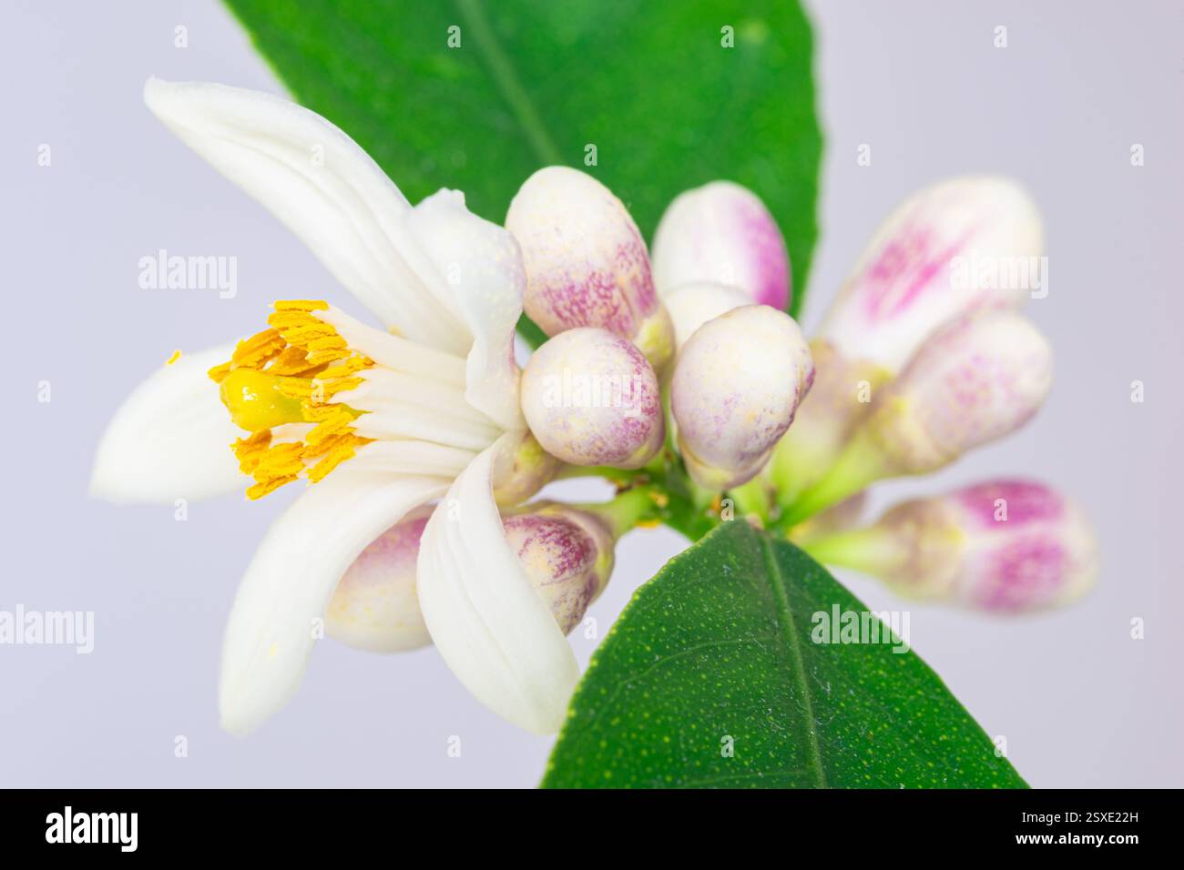 Macro of the buds and white flower with yellow pollen of a lemon plant ...