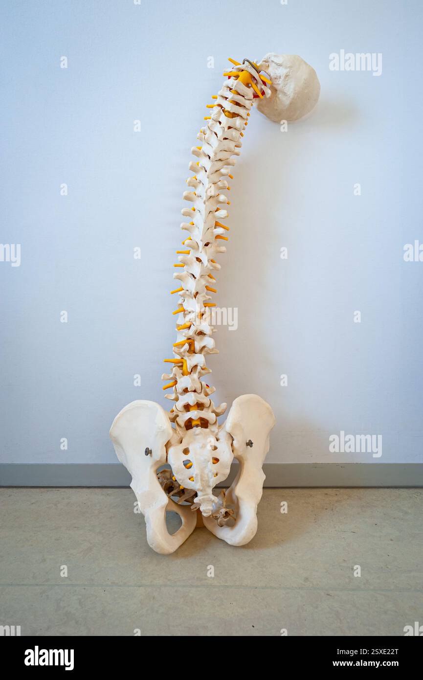 Pelvis anatomy hi-res stock photography and images - Alamy