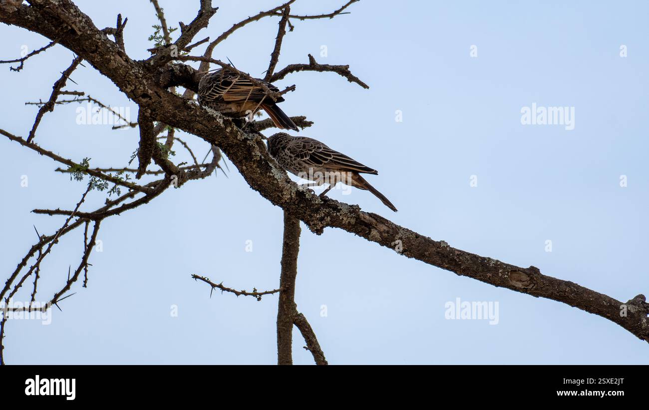 Two beautiful birds are resting peacefully on a branch, showcasing the ...