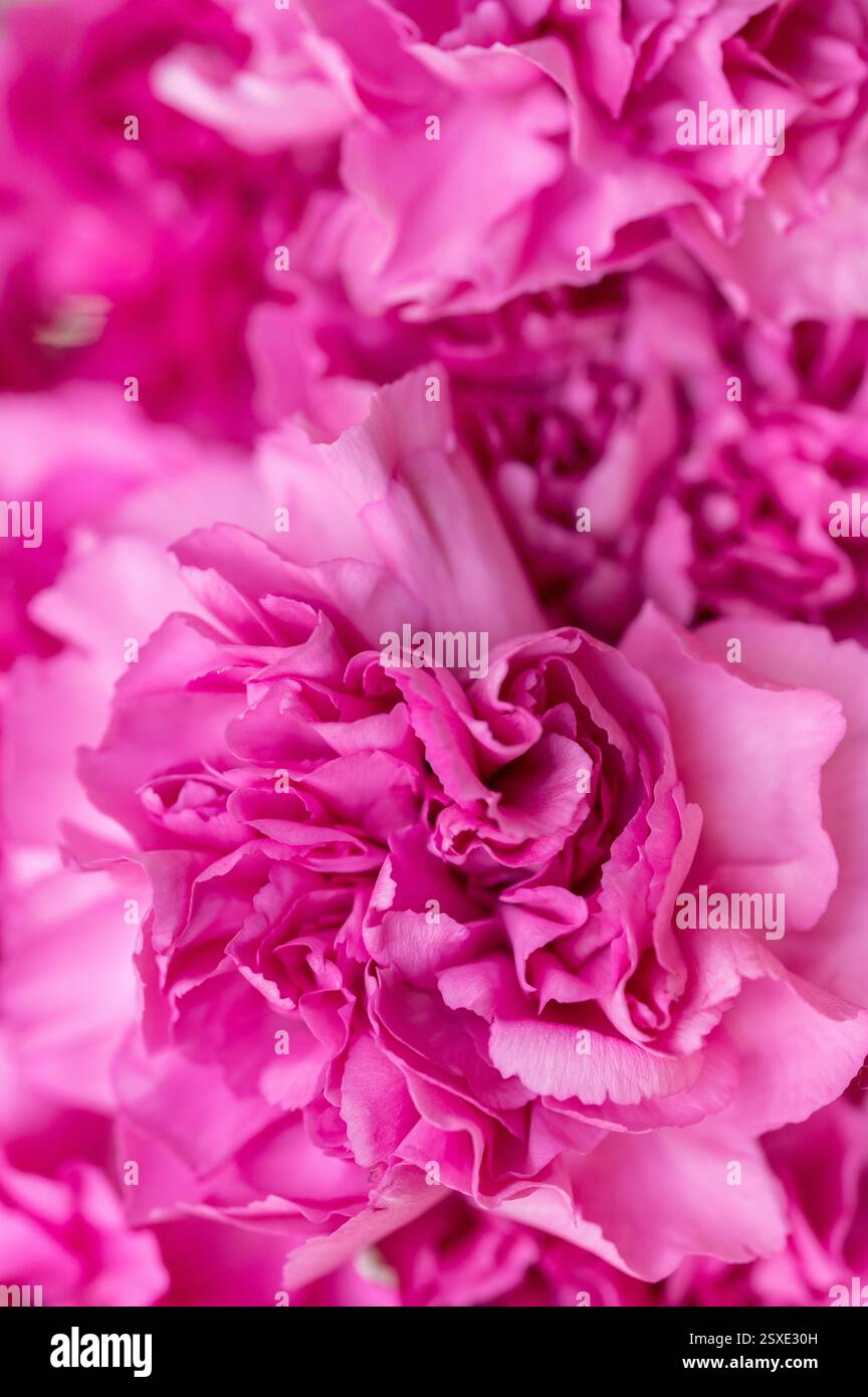 Carnation pastel summer spring hi-res stock photography and images - Alamy