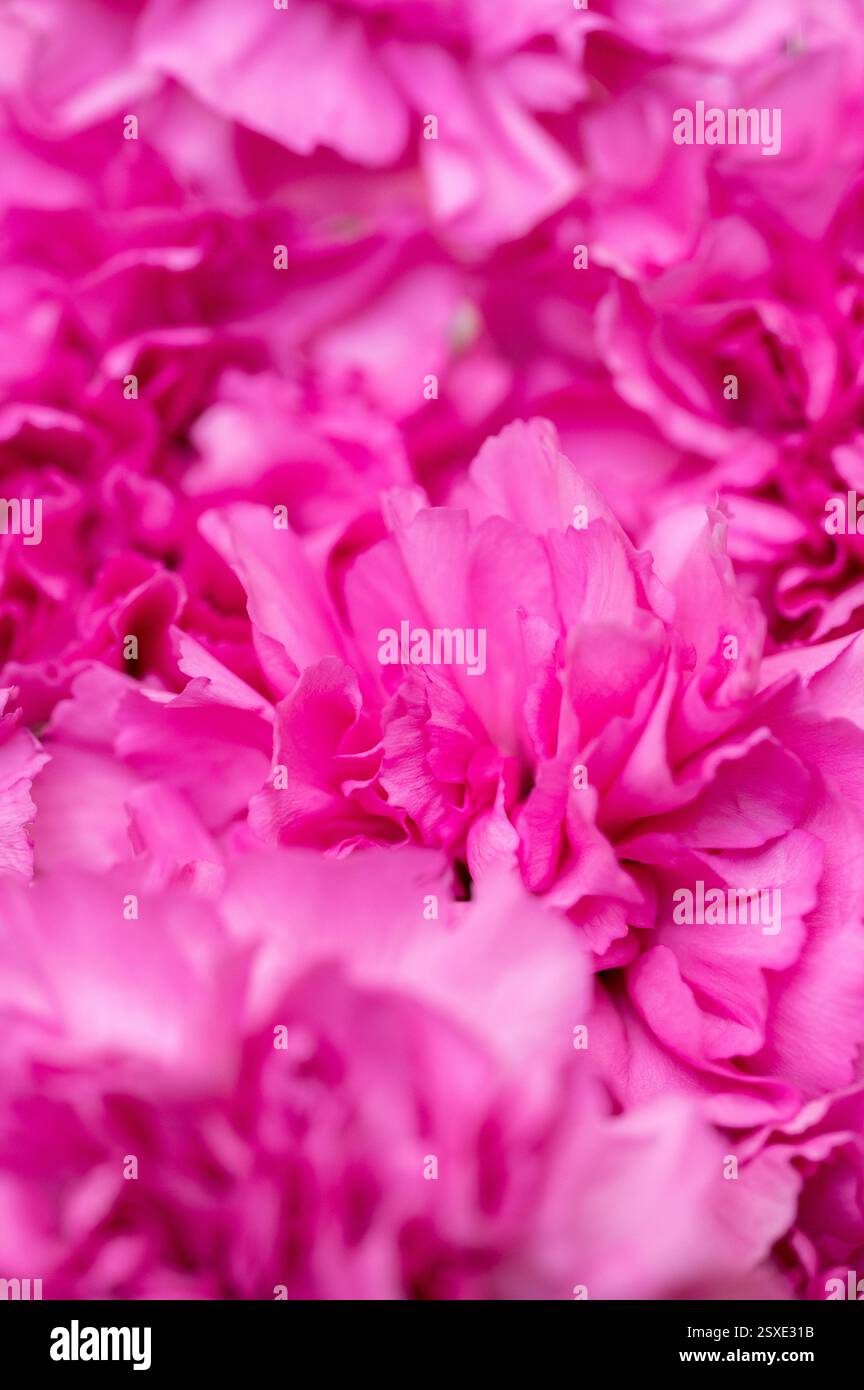 Romantic pink petals hi-res stock photography and images - Alamy