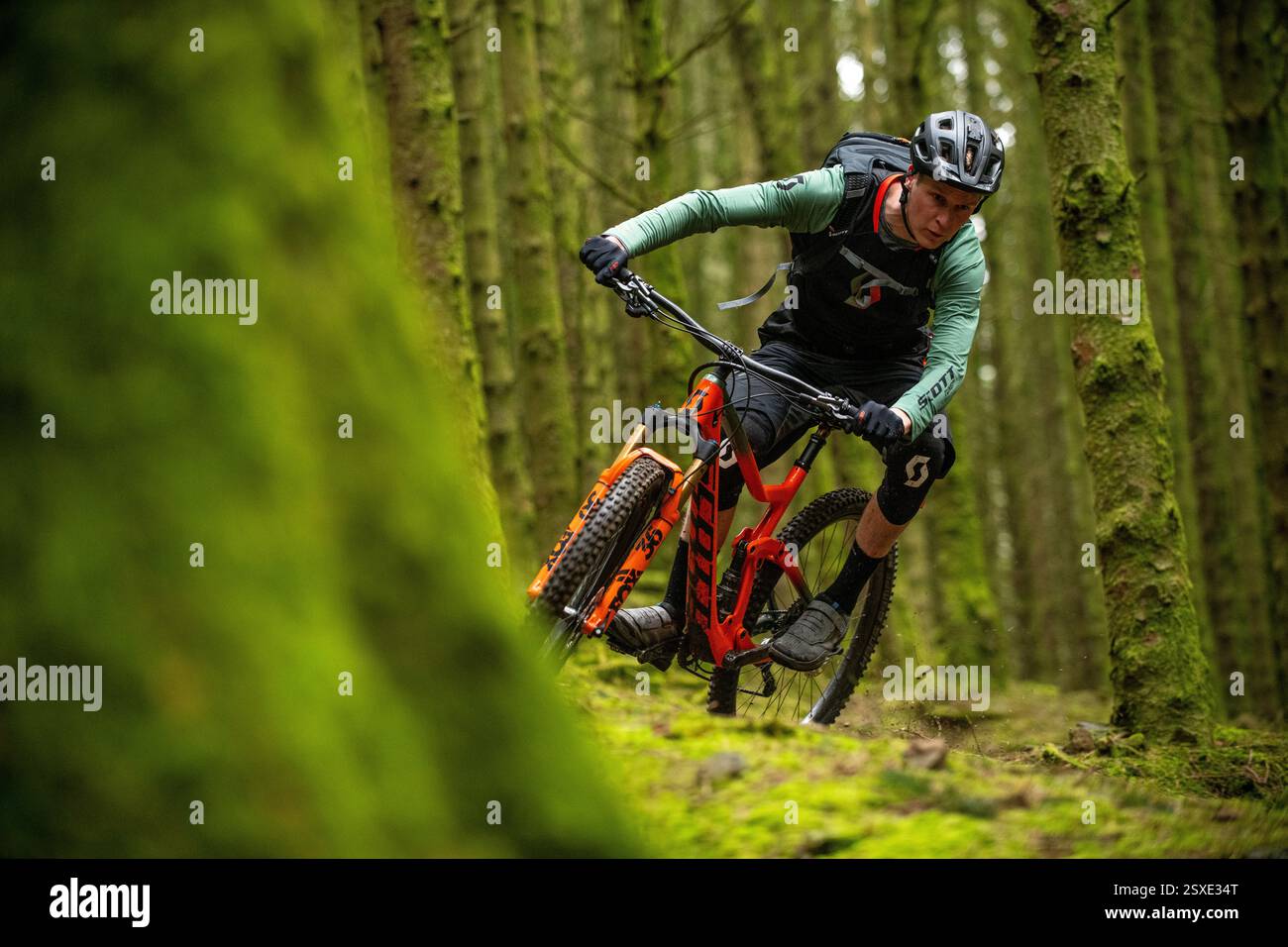 A man rides a mountain bikes through moss covered woodland at ...