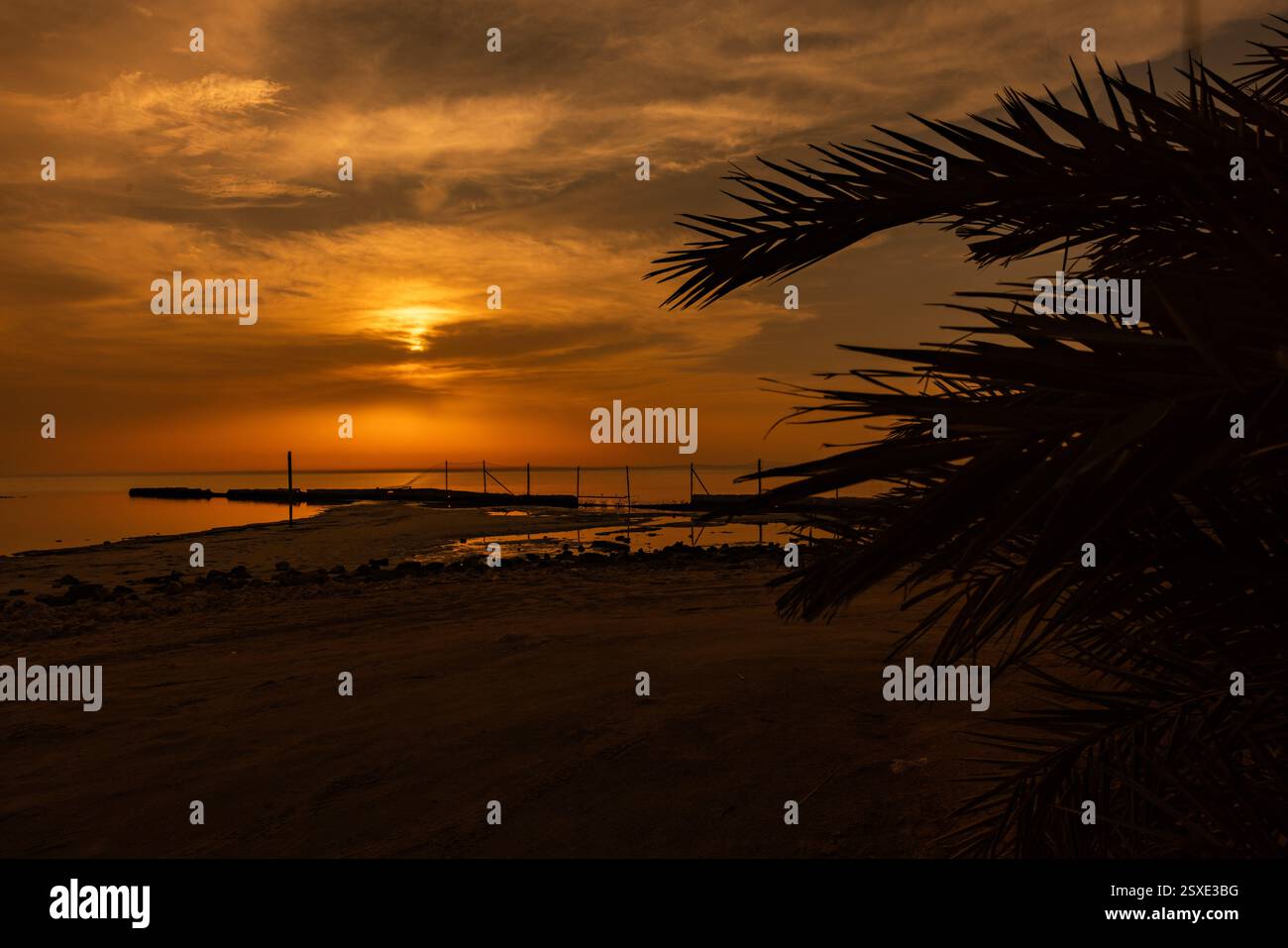 Umm Bab Beach - Palm Tree Beach Doha Qatar 24-02-2025 Stock Photo - Alamy