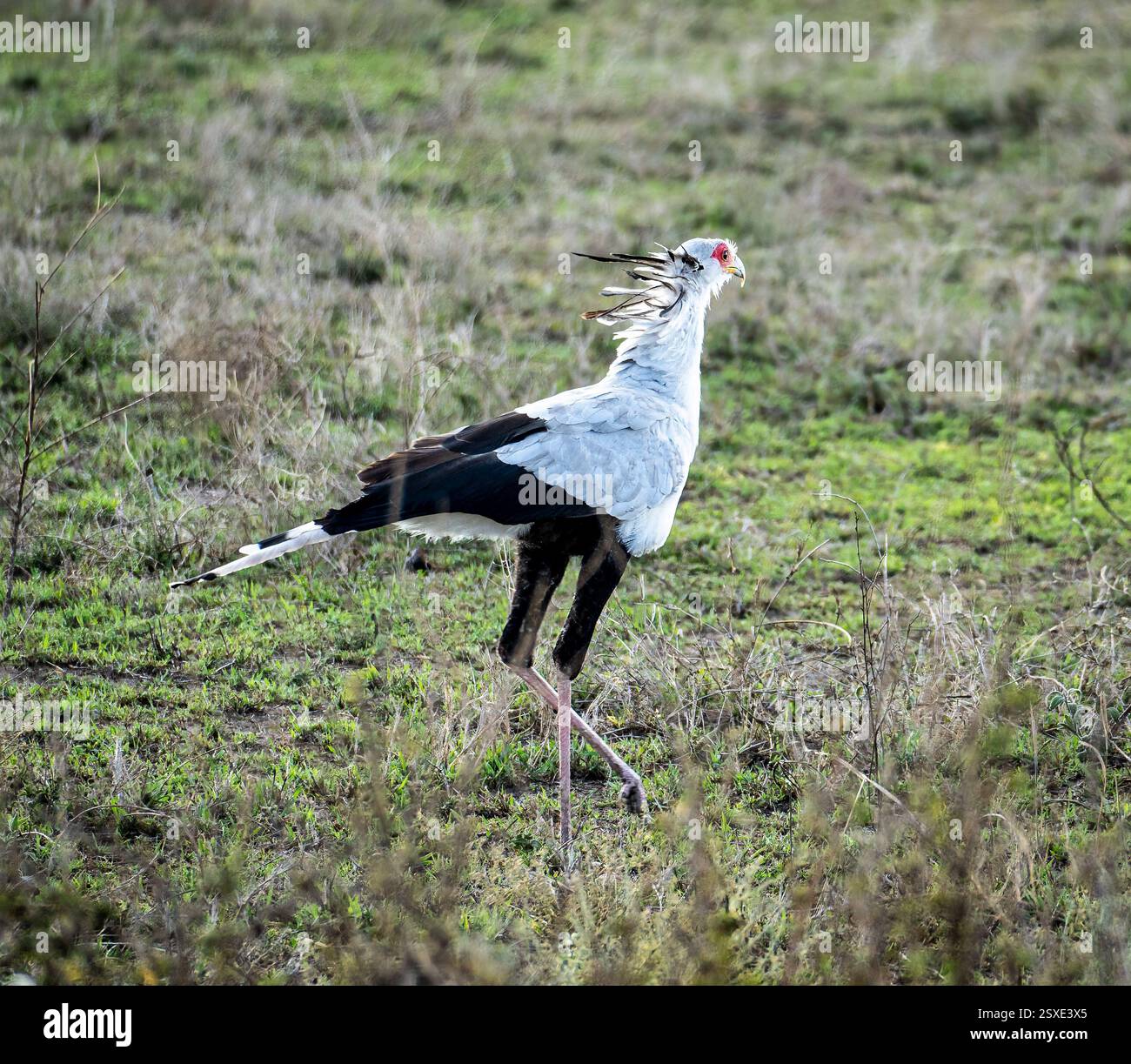 The Graceful and Elegant Secretary Bird in its Natural Habitat within ...