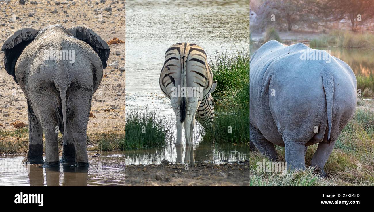 Photo collage of animal butts, elephant, zebras and rhinoceros buttocks ...