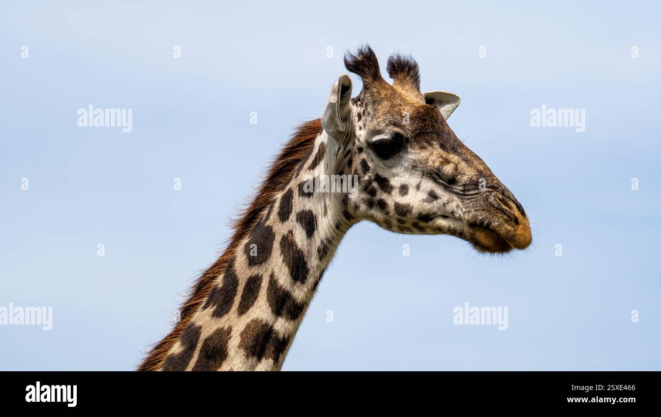 A striking closeup image of a giraffes magnificent head that ...