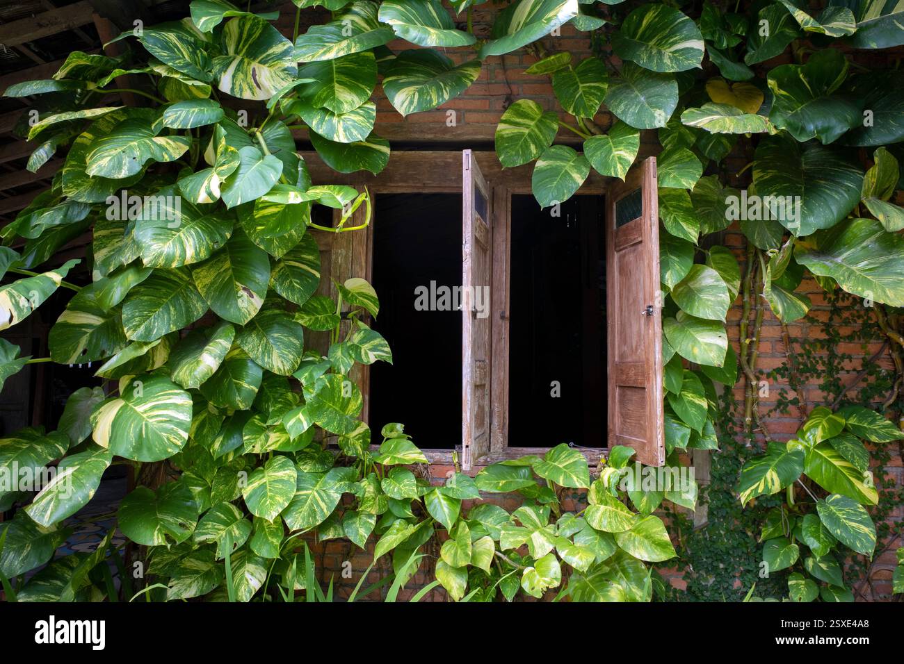 A house window covered in green leaves, Ceylon creeper, ivy arum, money ...